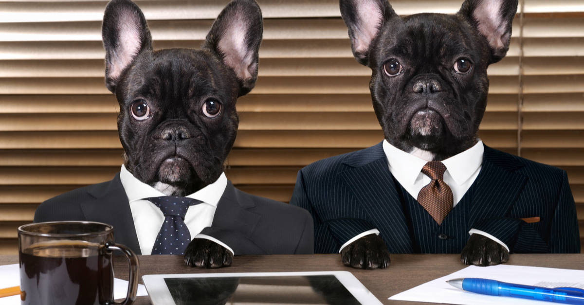Barking Dog? Does your dog need a job? ⋆ Kalmpets
