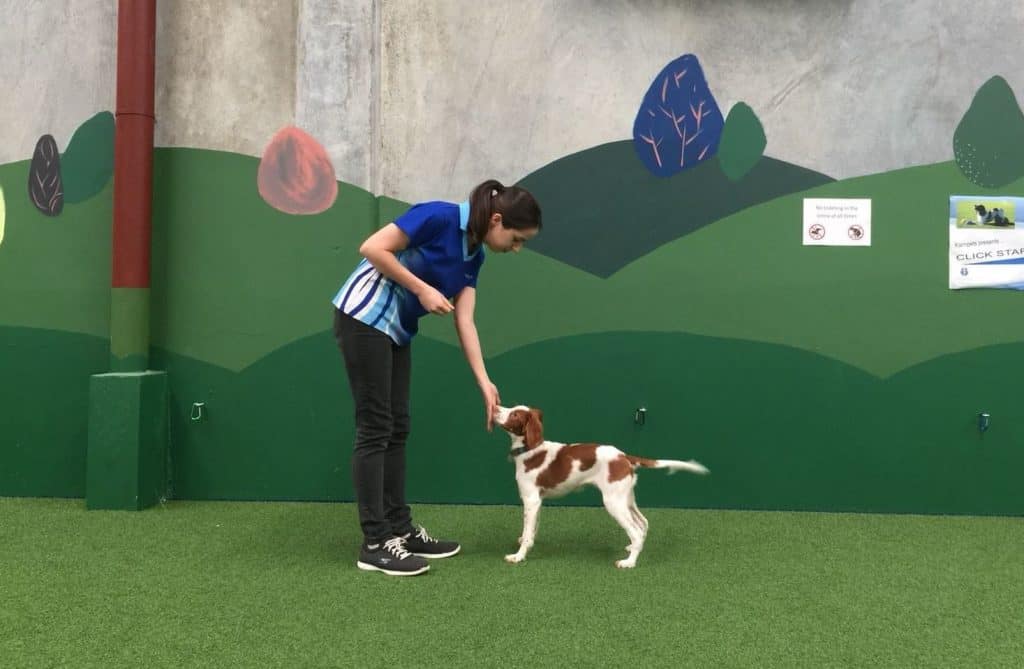 Dog Training Courses Centre Perth, WA - Kalmpets