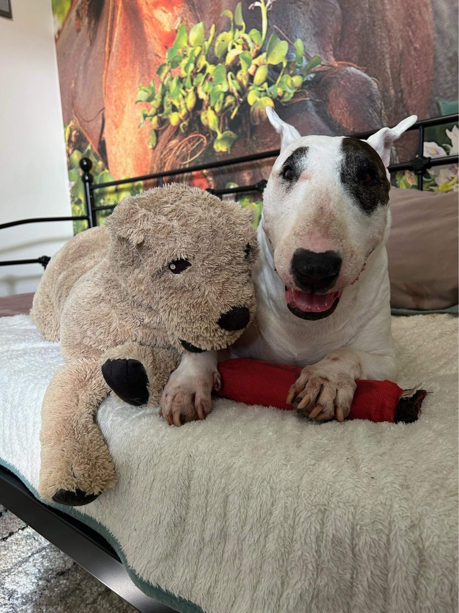 Pet moulting.... what is it good for? ⋆ Kalmpets