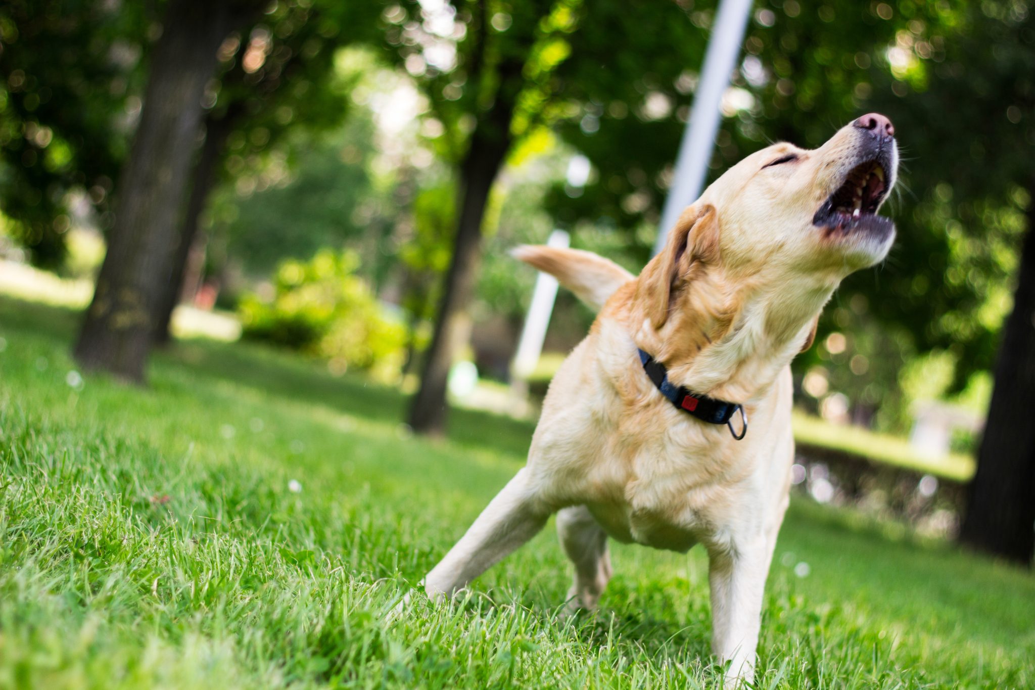 Not All Barks or Growls Are “Aggressive”: Understanding the Language of ...